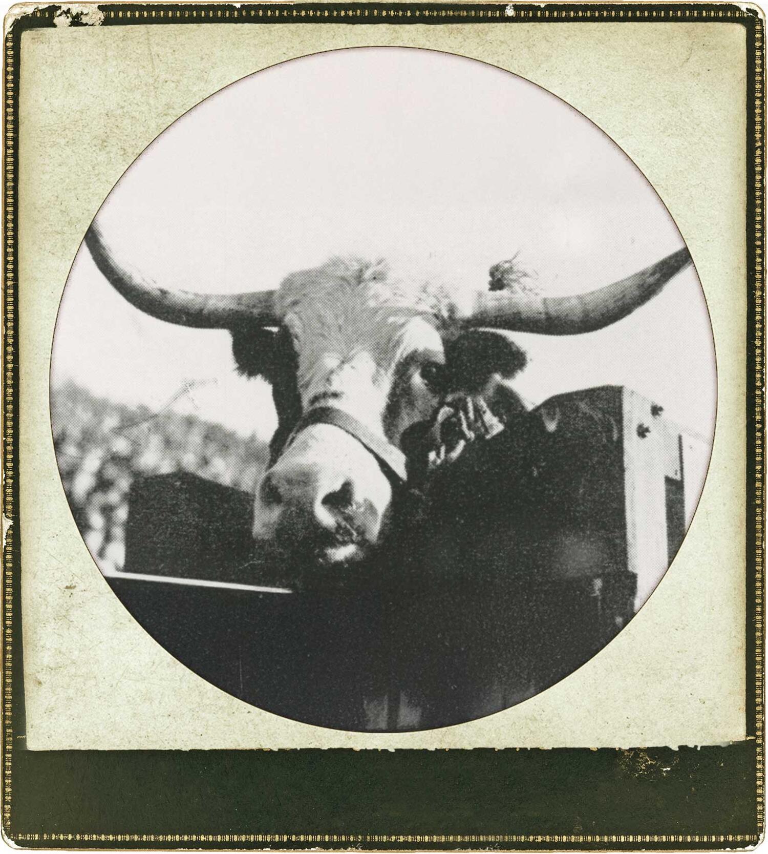 The Truth About Bevo | Texas Exes