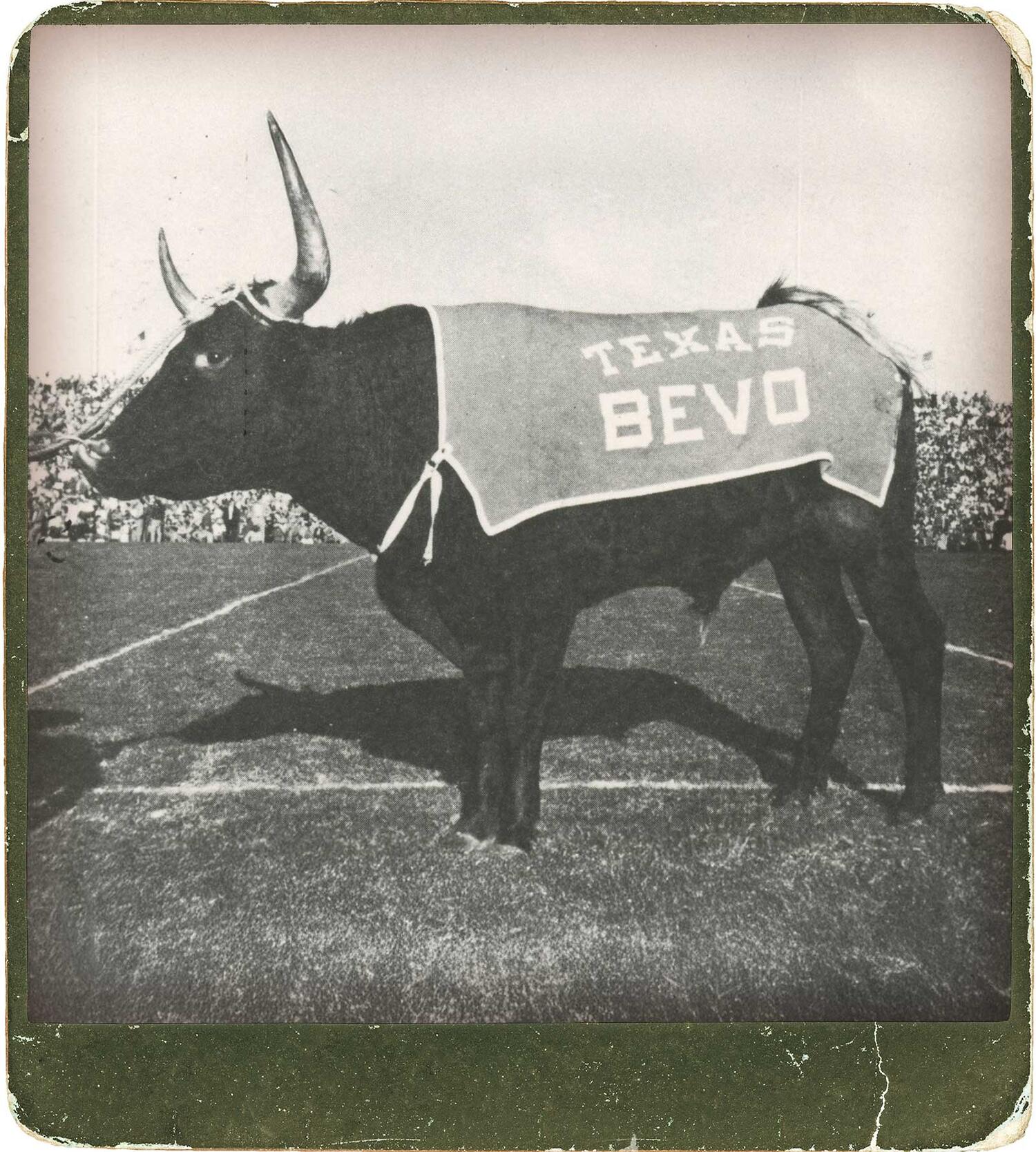 The Truth About Bevo | Texas Exes
