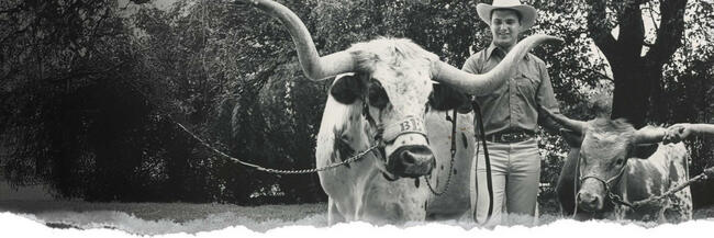 The Truth About Bevo | Texas Exes